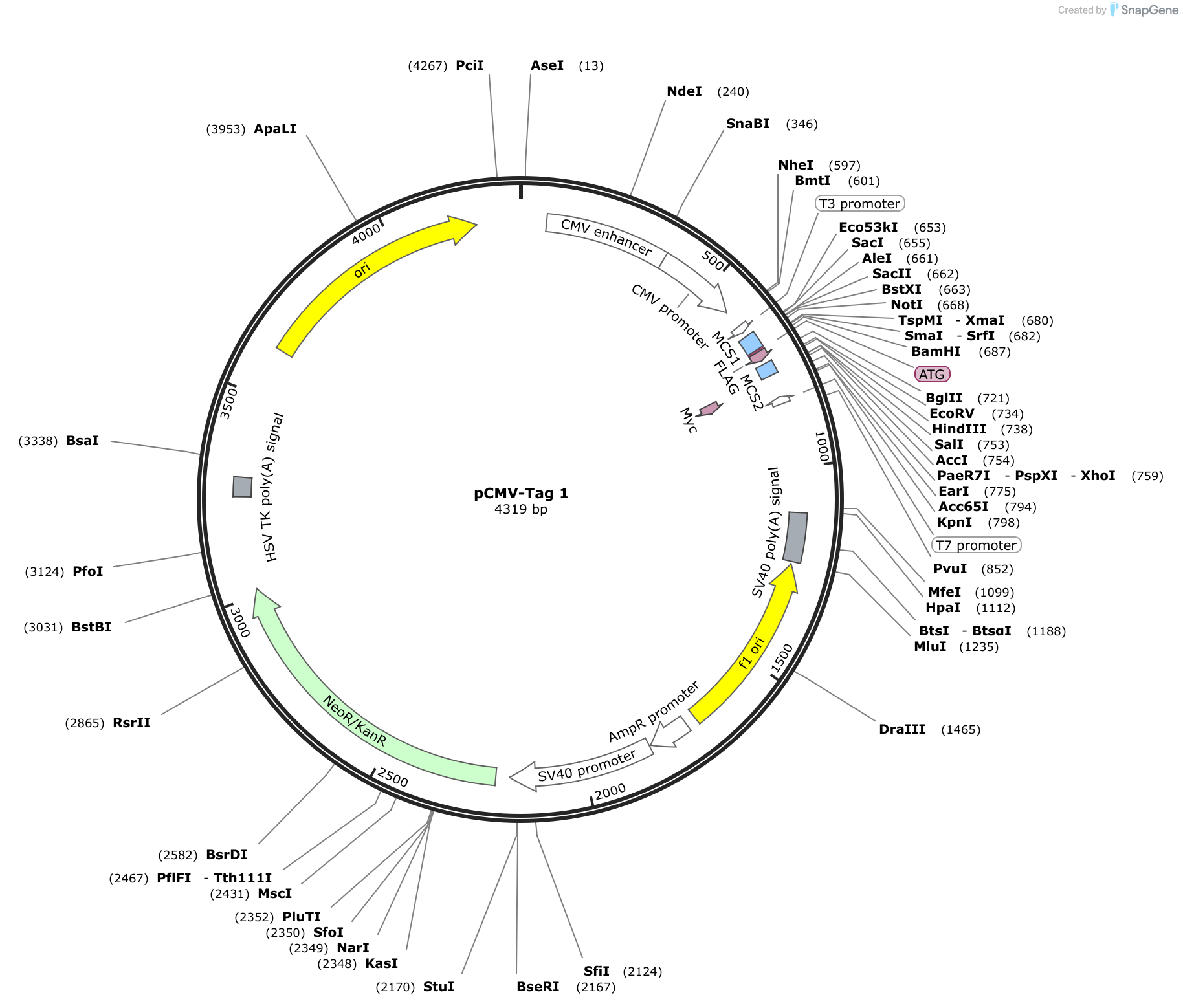 pCMV-Tag 1 Sequence and Map