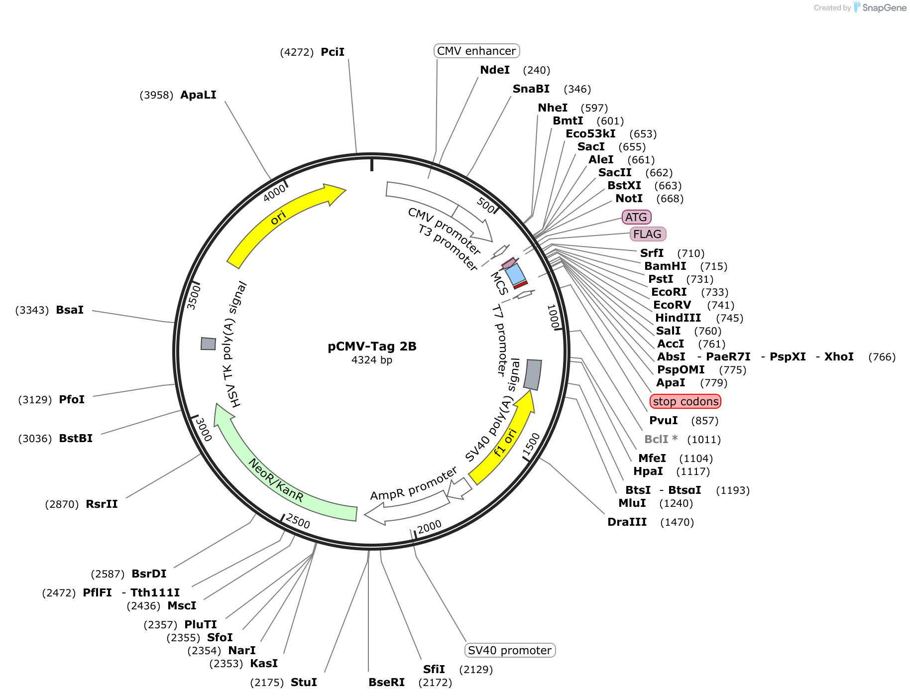 pCMV-Tag 2B Sequence and Map