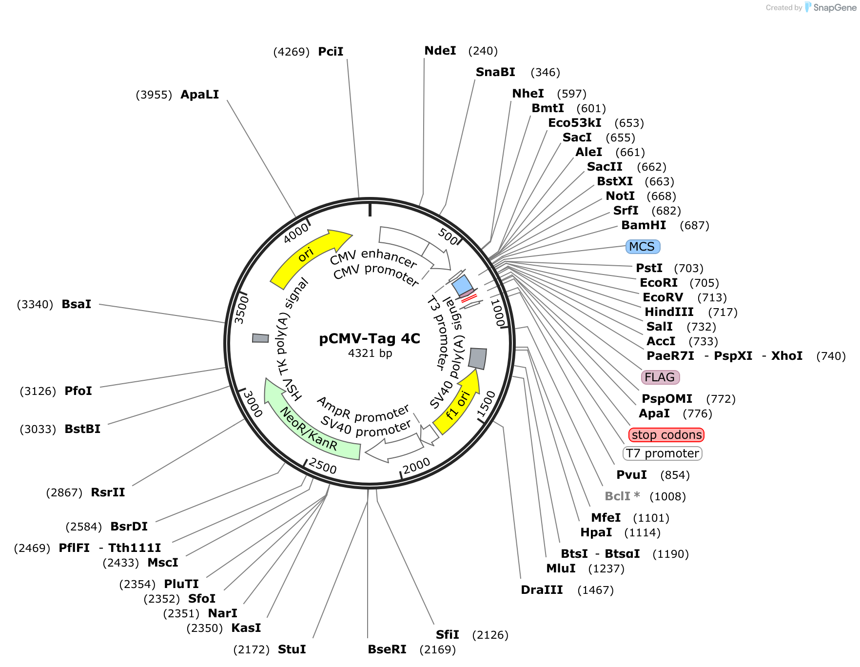 pCMV-Tag 4C Sequence and Map