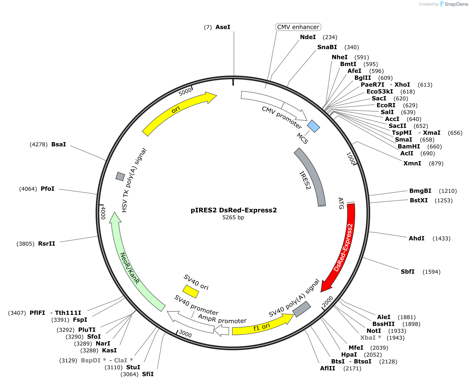 pIRES2 DsRed-Express2 Sequence and Map